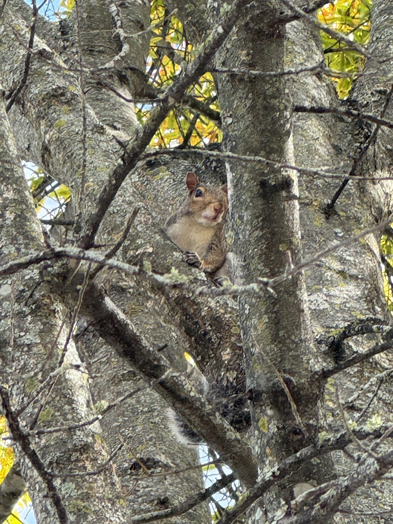 Eastern Gray Squirrel from Middle Tennessee State University ...