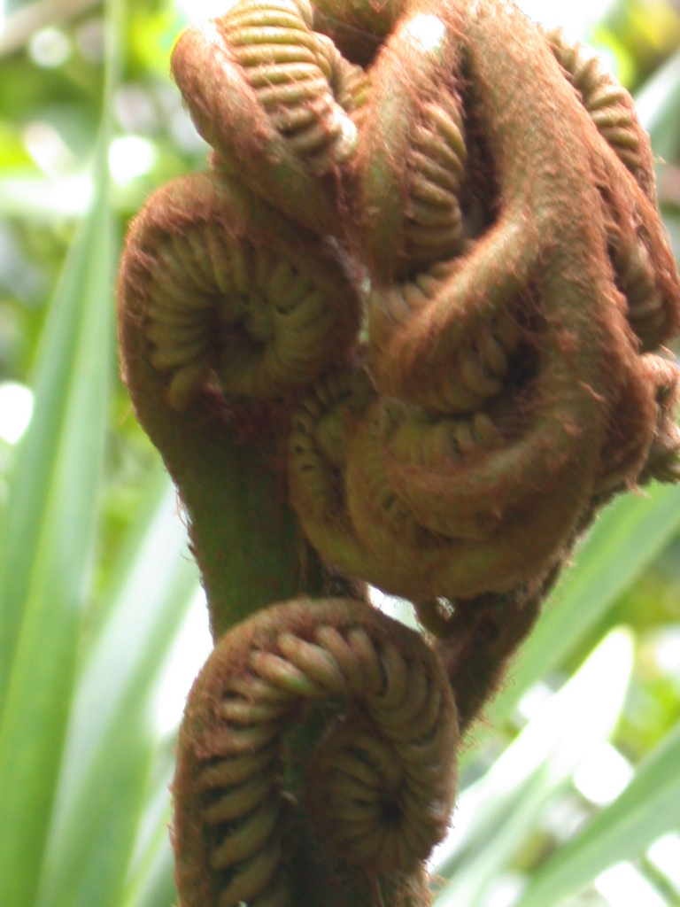 Angiopteris rapensis from Rapa, French Polynesia on March 28, 2002 by ...