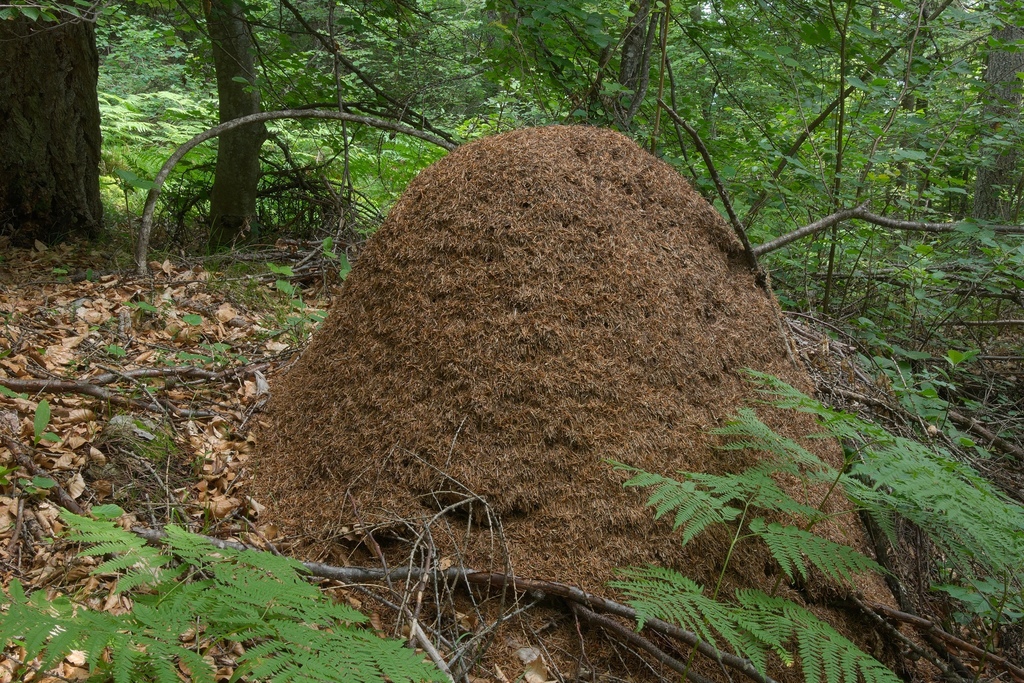 rufa-group Wood Ants from Malga Boiara, Cles, IT-TN, Italy on July 8 ...