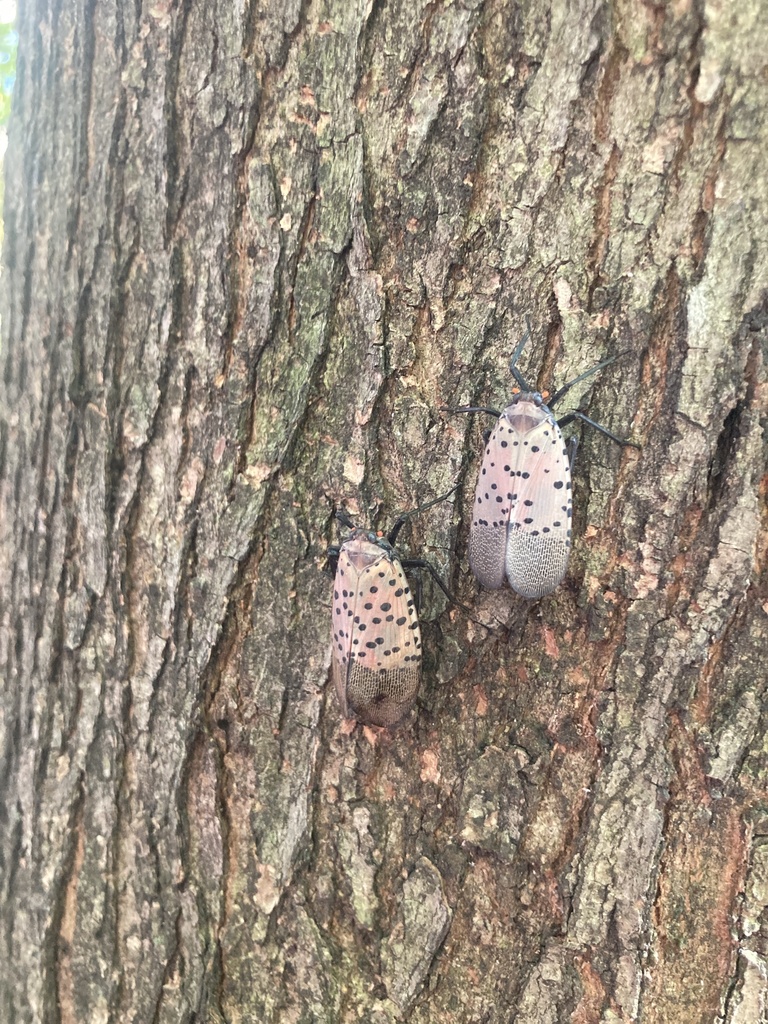 Spotted Lanternfly from Central Park, New York, NY, US on October 26 ...