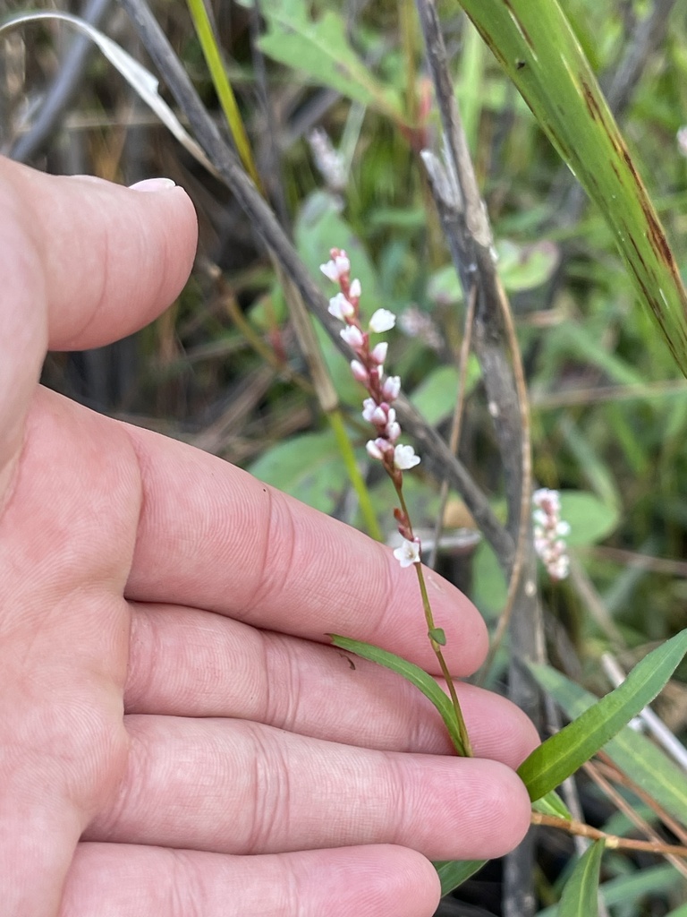 swamp smartweed from Frostproof, FL, US on October 26, 2023 at 02:43 PM ...