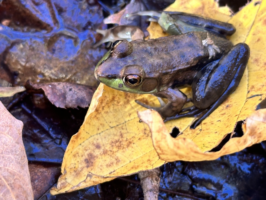 Green Frog from Montville, NJ, US on October 26, 2023 at 02:31 PM by ...
