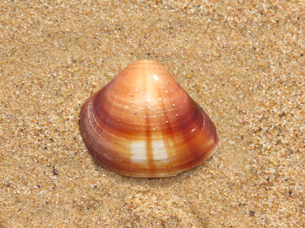 Tivela from Boca de Camarones, Riohacha, La Guajira, Colombia on August ...