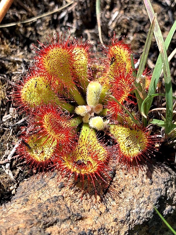 Diels Sundew from Pine Valley on October 23, 2023 by Kate Braun. Herb ...