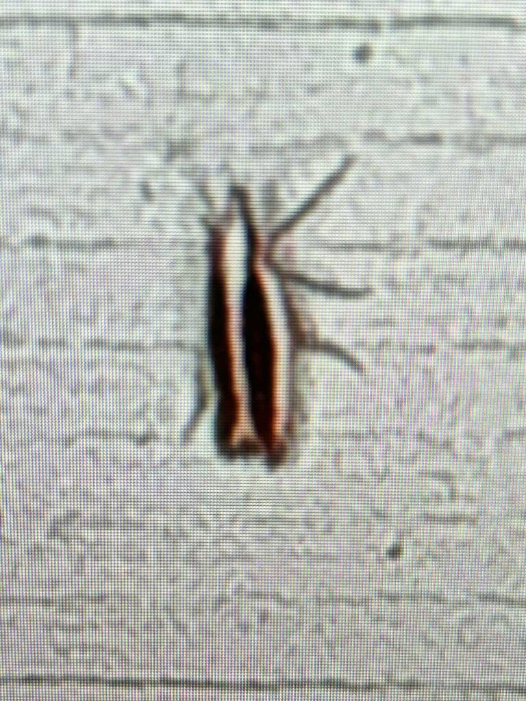 Juniper Webworm Moth from Rosemont-La Petite-Patrie, Montreal, QC ...