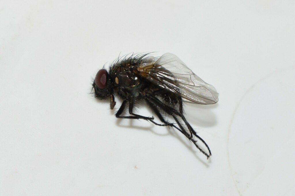 Pyrellia rapax from Pirgi Thermis 811 00, Greece on May 23, 2023 at 10: ...