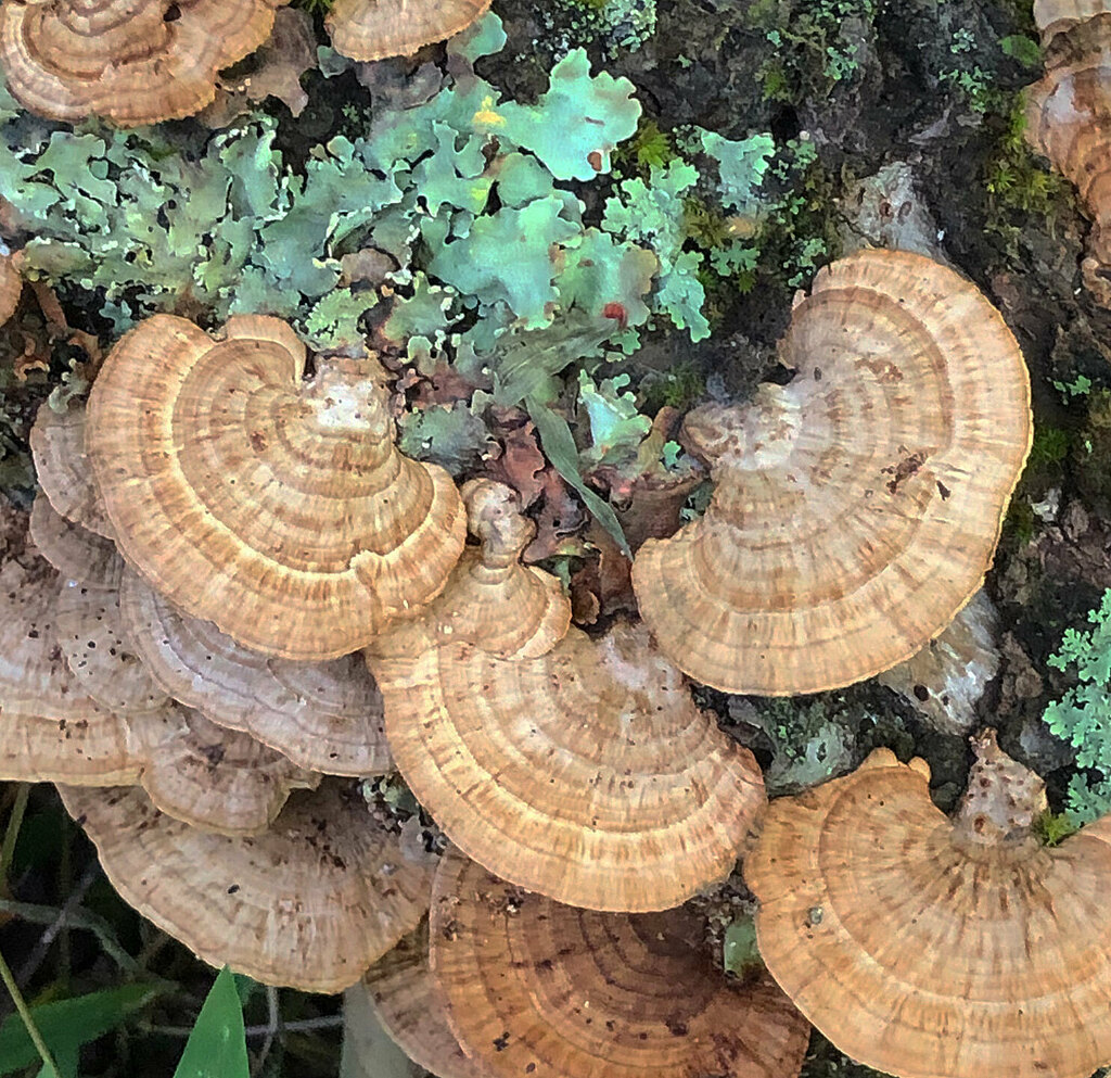 Thin-walled Maze Polypore from Walton County, GA, USA on October 21 ...