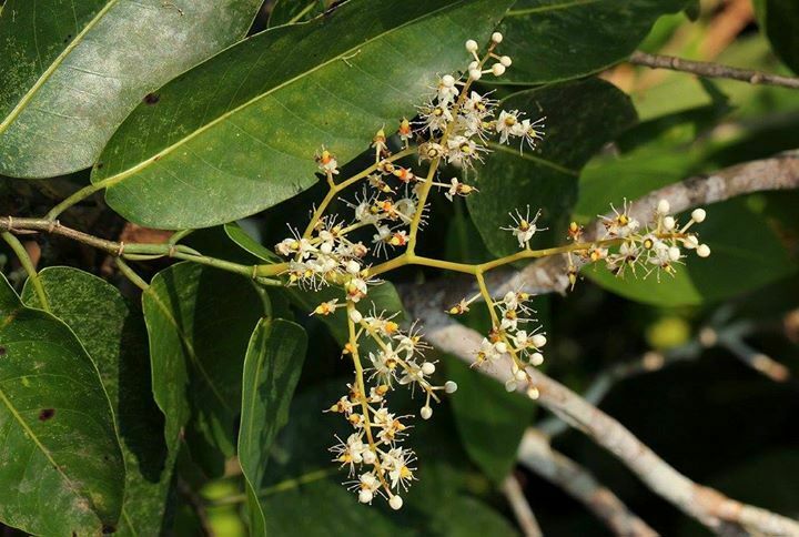 African mango family (Irvingiaceae) - Botanical Realm