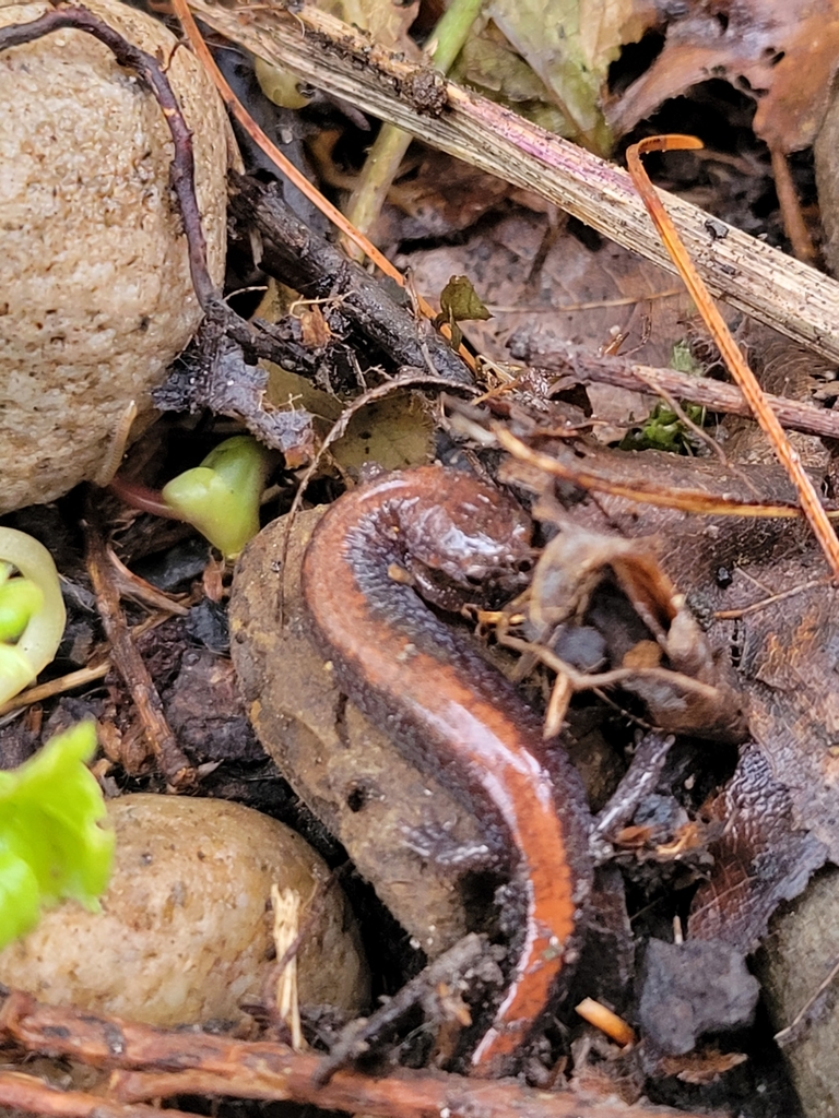 Eastern Red-backed Salamander from Decatur Township, PA, USA on October ...