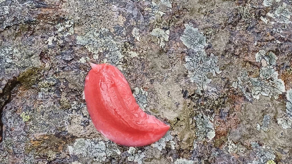 Kaputar Pink Slug in October 2023 by greg n. ~25 or more seen spread ...