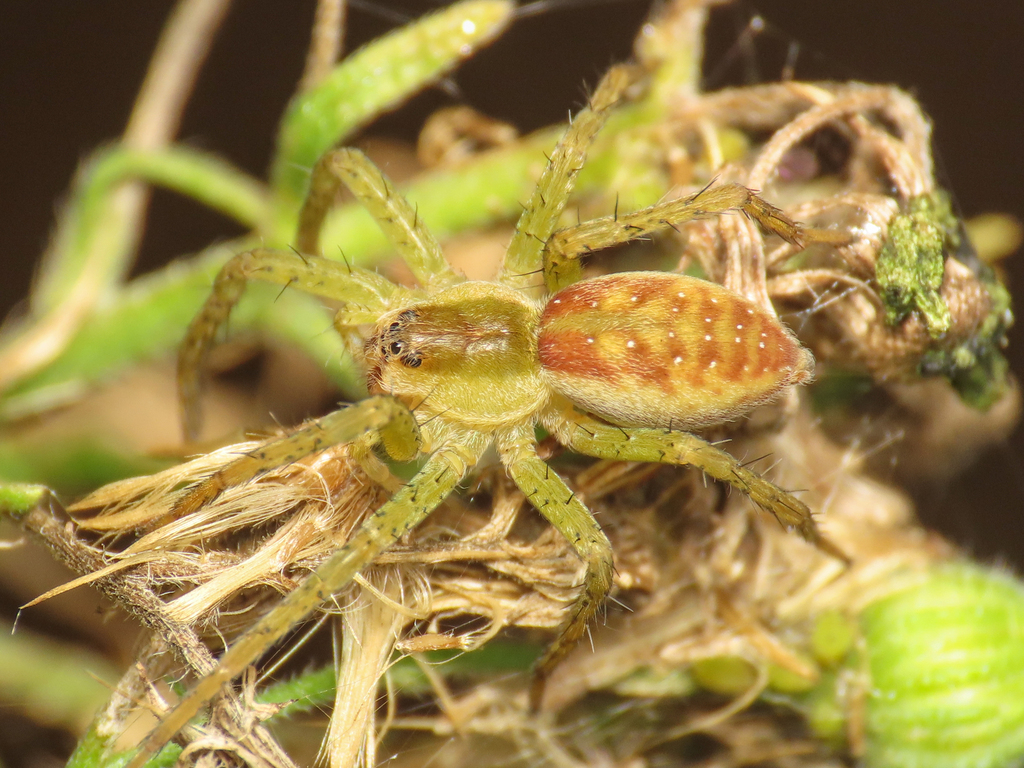 Fishing Spiders from Province of Pescara, Italy on October 22, 2023 at ...