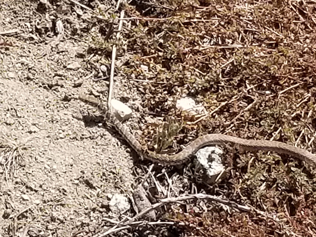 Coachwhip from Fallbrook, CA 92028, USA on October 26, 2023 at 01:12 PM ...