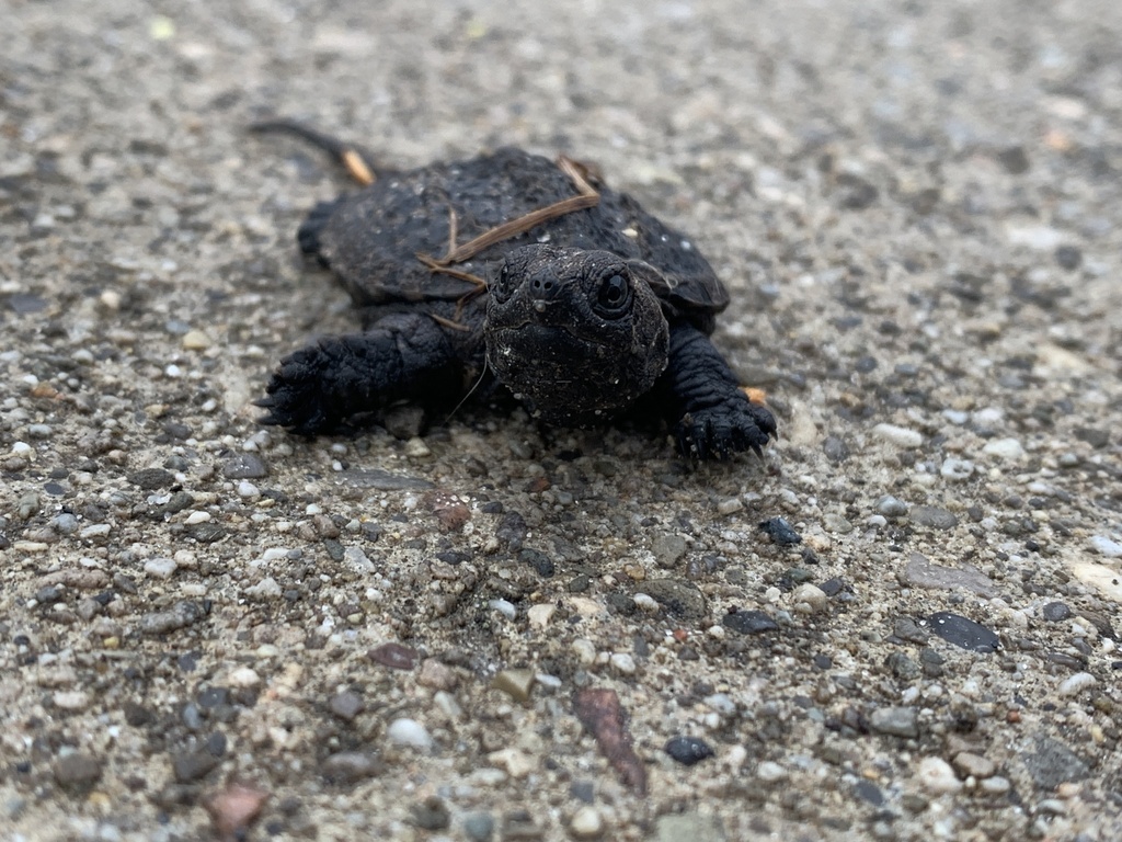 Common Snapping Turtle from Rockwood Conservation Area, Guelph/Eramosa ...
