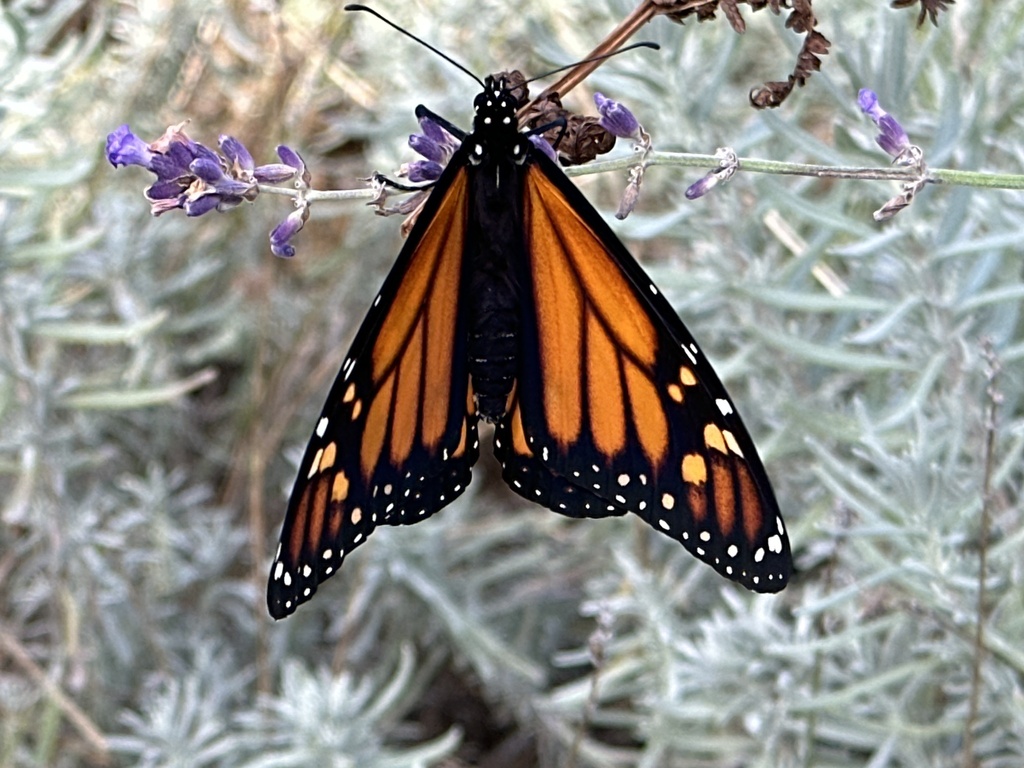 Monarch from Reach Rd, Sedgwick, ME, US on October 26, 2023 at 10:02 AM ...