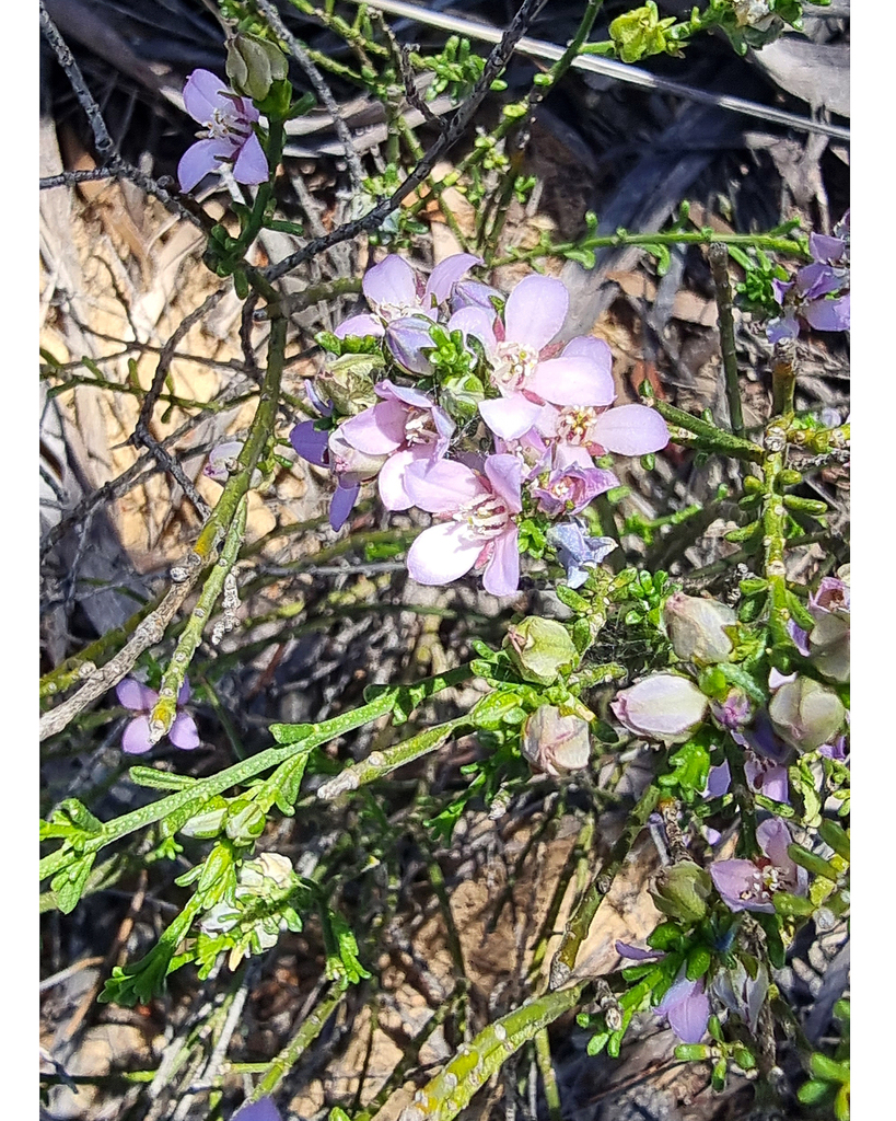 Cyanothamnus coerulescens coerulescens from Pinnaroo SA 5304, Australia ...