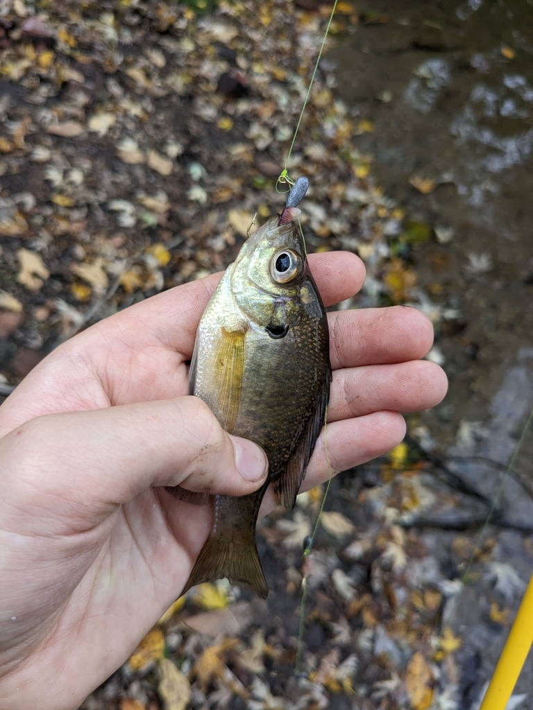 Northern Bluegill from Fox Lake on October 26, 2023 at 04:27 PM by qfc7 ...