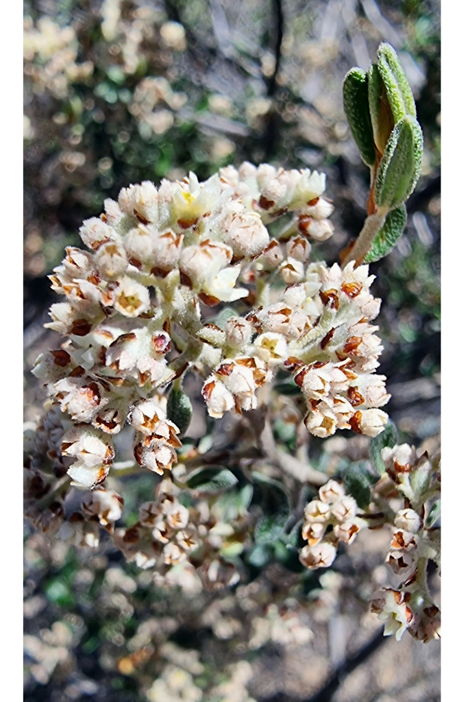 Velvet spyridium from Ngarkat SA 5302, Australia on October 7, 2023 at ...