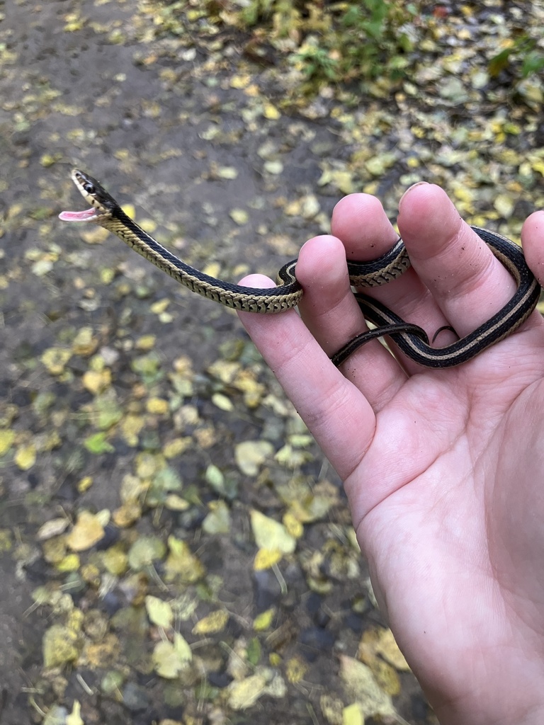 Common Garter Snake from Wood Lake Nature Center, Richfield, MN, US on ...