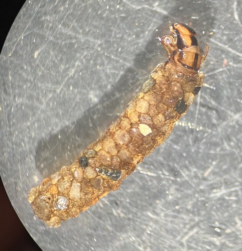 Psilotreta frontalis · iNaturalist Ecuador