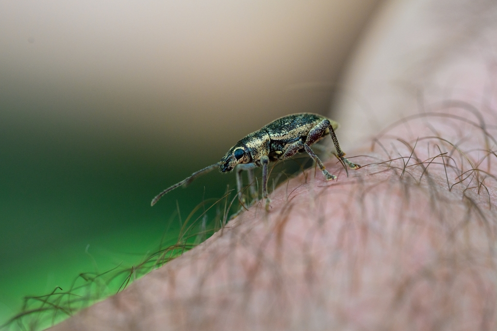 Elytrurus niuei from Vahavaha, Niue on October 22, 2023 at 12:29 PM by ...