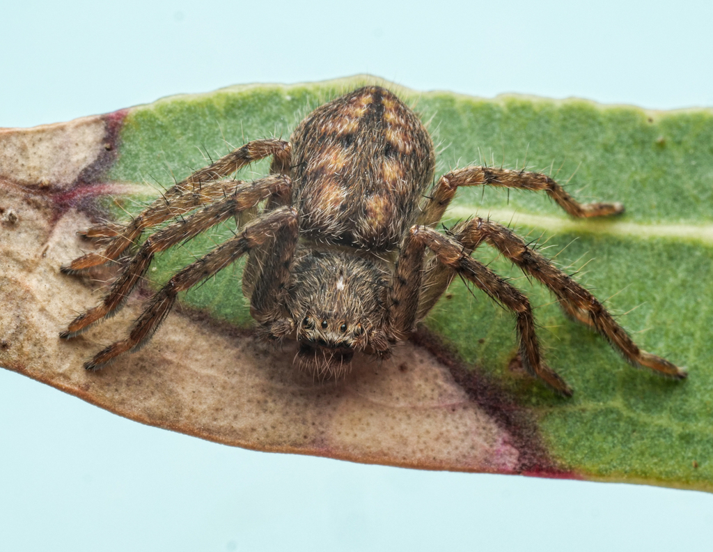 Isopedella from Florina Station SA 5440, Australia on September 2, 2023 ...