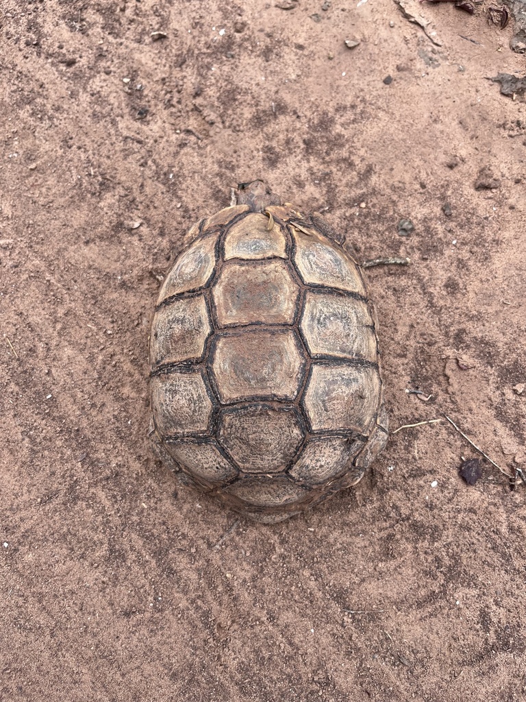 Chaco Tortoise in October 2023 by aguaraguazu · iNaturalist
