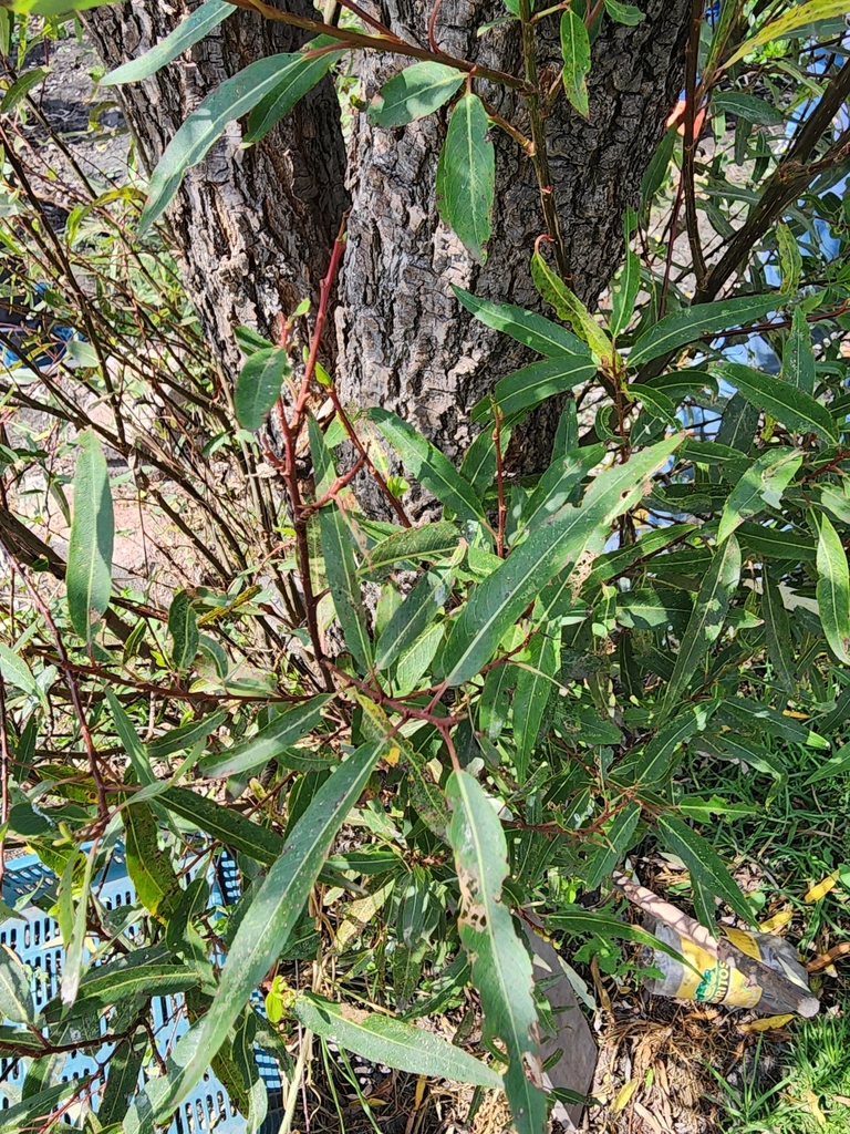 red willow from 7WH4+3C, Xochimilco, 16043 Ciudad de México, CDMX ...