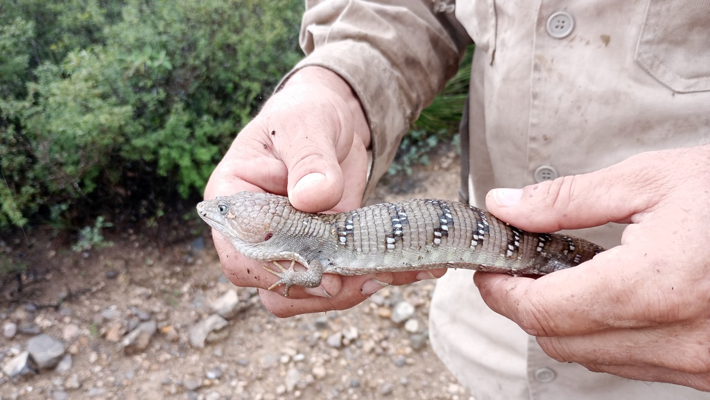 Texas Alligator Lizard from Rayones, N.L., México on October 14, 2023 ...