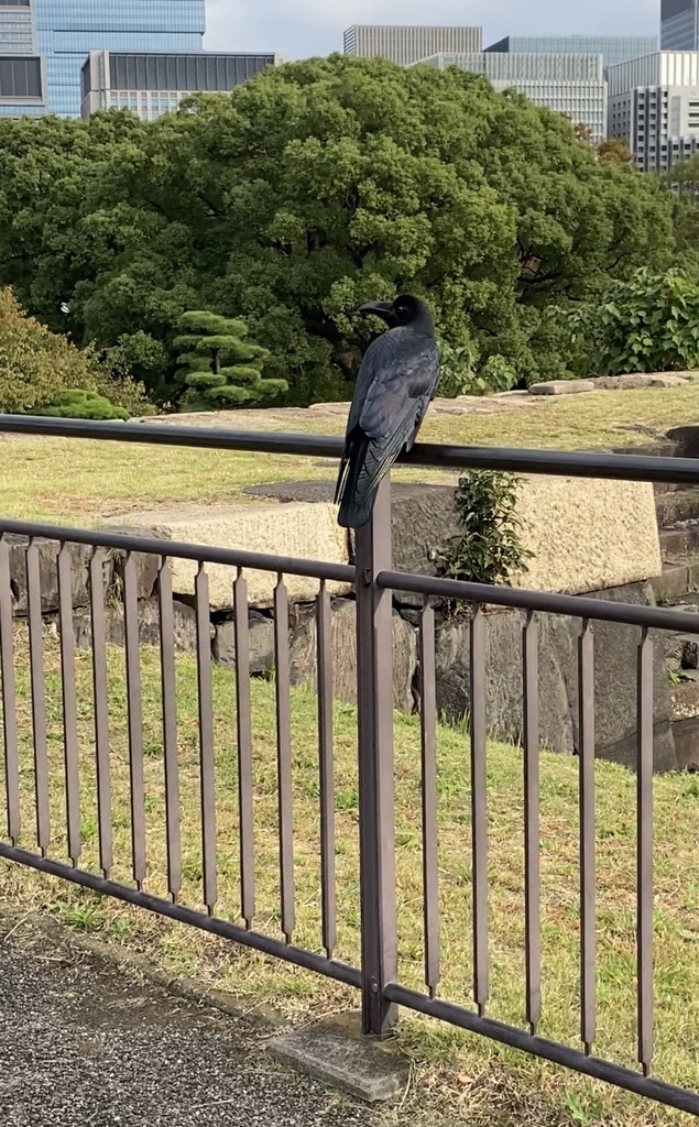 Japanese Crow from The Imperial Palace, Chiyoda, Tokio, JP on October ...