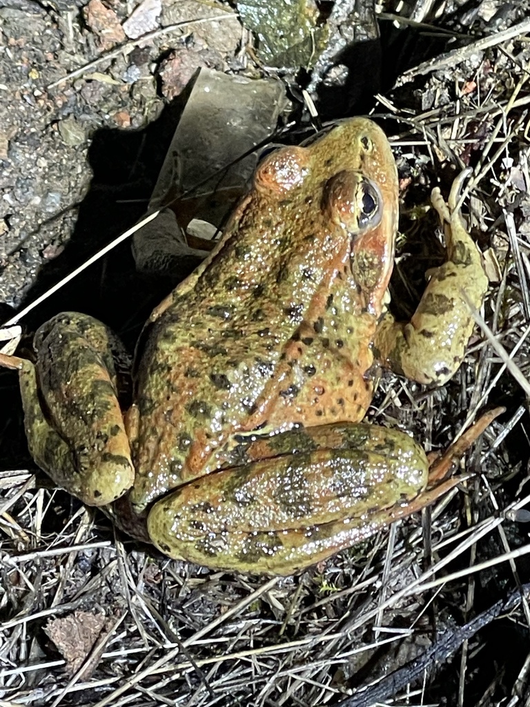 California Red-legged Frog in October 2023 by borage4bees · iNaturalist
