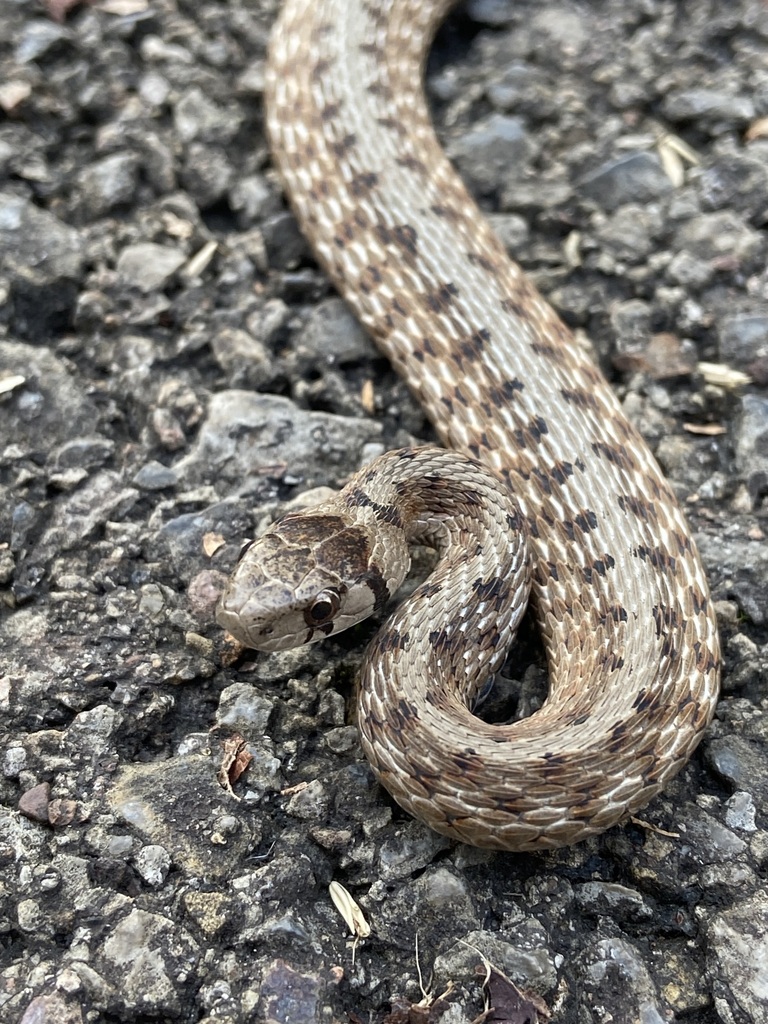 DeKay's Brownsnake from Venango County, PA, USA on October 26, 2023 at ...