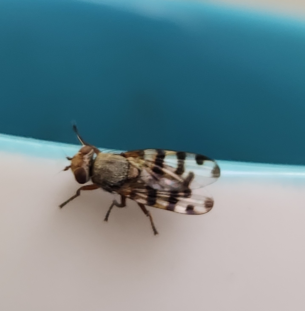 Narrow-Banded Picture-Winged Fly from Turtleford, SK S0M 2Y0, Canada on ...