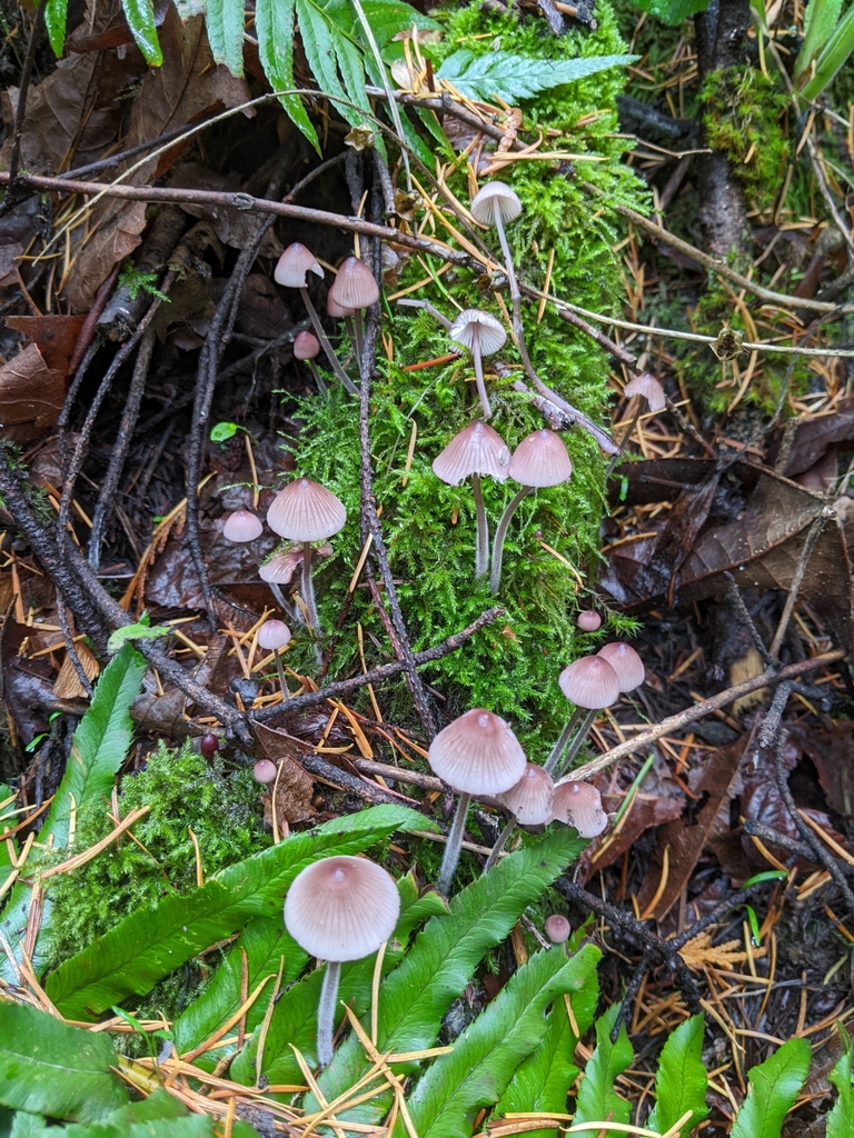 purple-edge bonnet from Linnton, Portland, OR, USA on October 18, 2023 ...