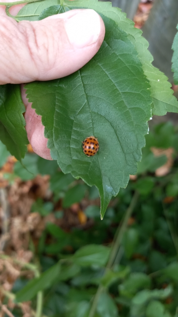Hadda Beetle from Stafford Heights on October 27, 2023 at 07:29 AM by ...