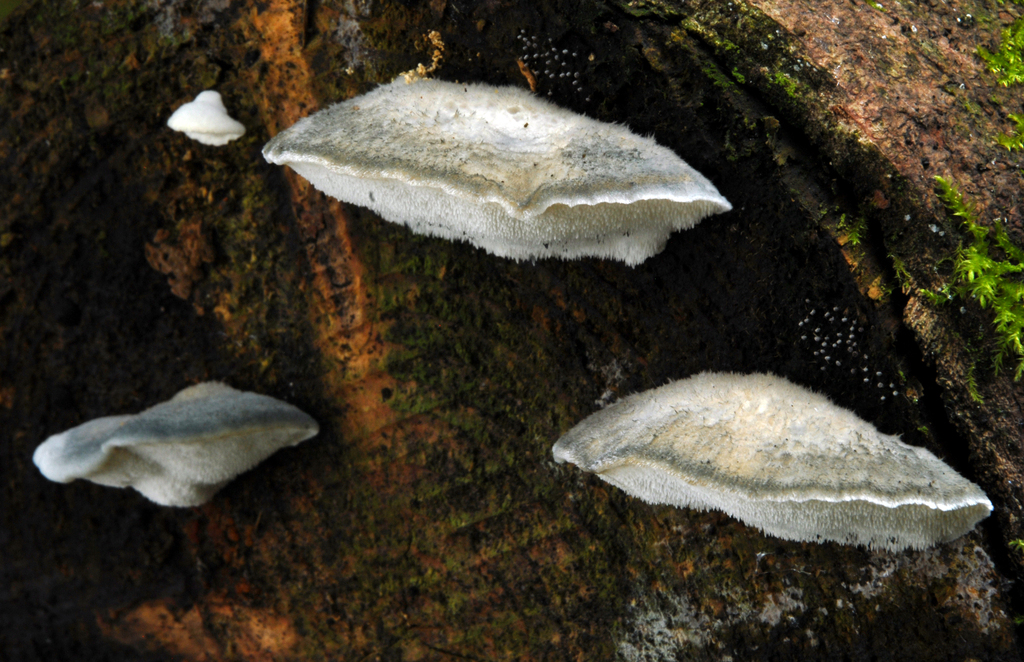 Blue Cheese Polypore from Schilpario (BG), Italia on October 19, 2023 ...