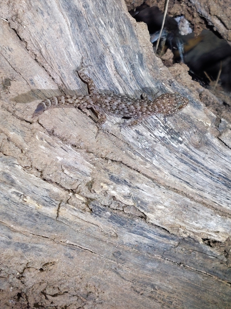Common Prickly Gecko from Moraby QLD 4416, Australia on October 25 ...