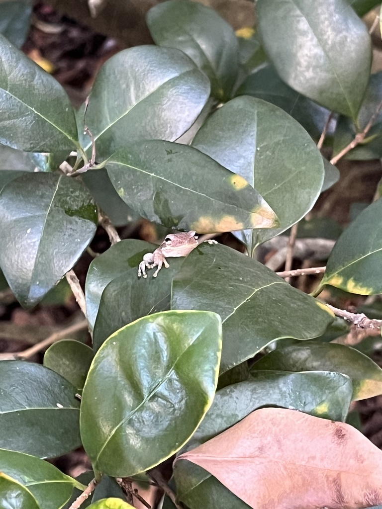 Holarctic Treefrogs from Sloop Point Loop Rd, Hampstead, NC, US on ...