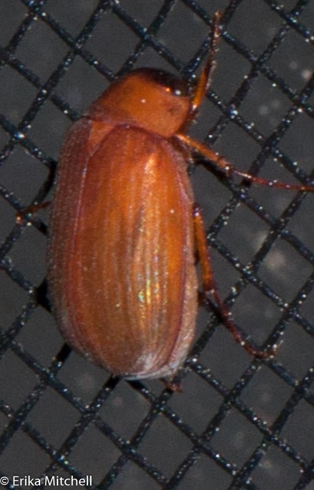 Asiatic Garden Beetle from Washington, Vermont, United States on June ...