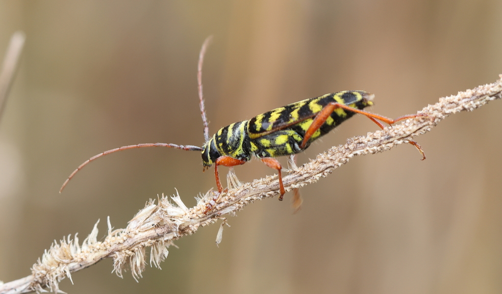 Locust Borer from Montgomery County, OH, USA on October 26, 2023 at 02: ...