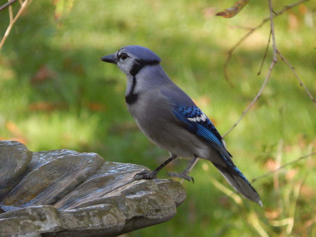 Blue Jay from Forge Pl, Doylestown, PA, US on October 26, 2023 at 01:12 ...