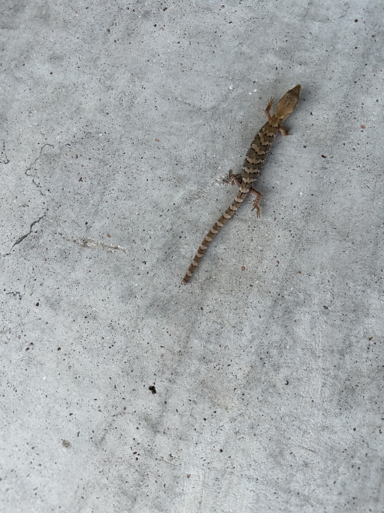 Texas Alligator Lizard from Luna Montana Way N, Austin, TX, US on ...