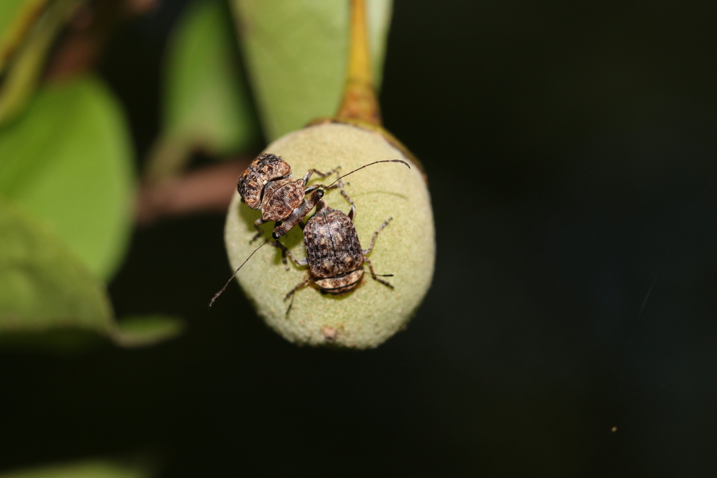 Exechesops leucopis from 日本、〒368-0102 埼玉県秩父郡小鹿野町長留 on August 25, 2018 ...