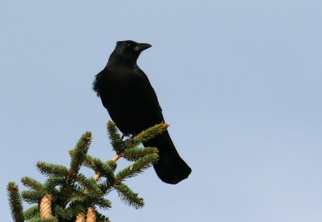 American Crow from Second Woods Park, St. Catharines, ON, Canada on ...