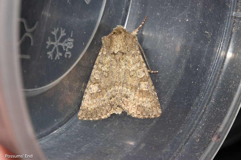 Ichneutica barbara from Mount Watkins, New Zealand on October 25, 2023 ...