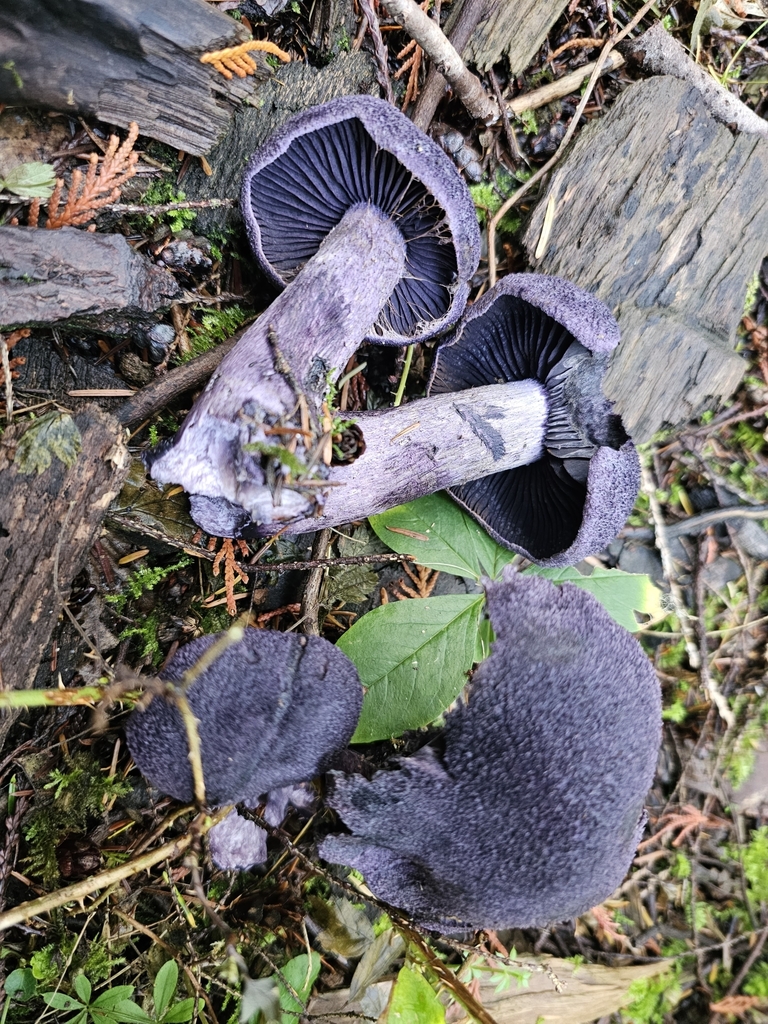 violet webcap from Kitsap County, US-WA, US on October 26, 2023 at 04: ...