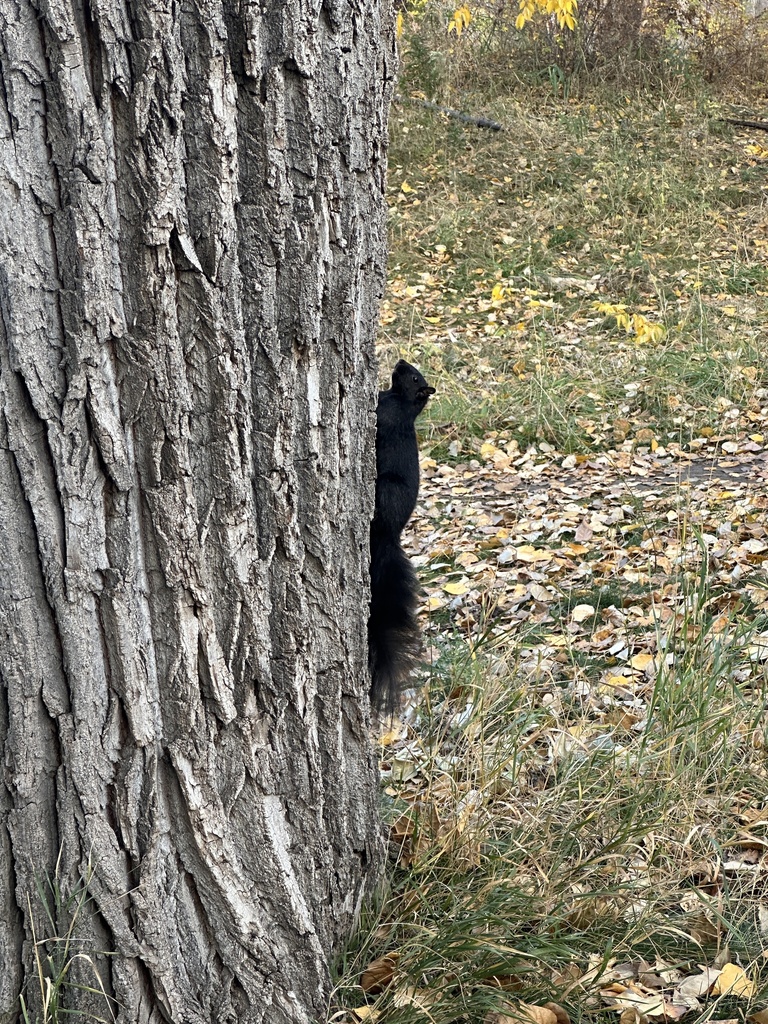 Eastern Gray Squirrel from Prince's Island Park, Calgary, AB, CA on ...