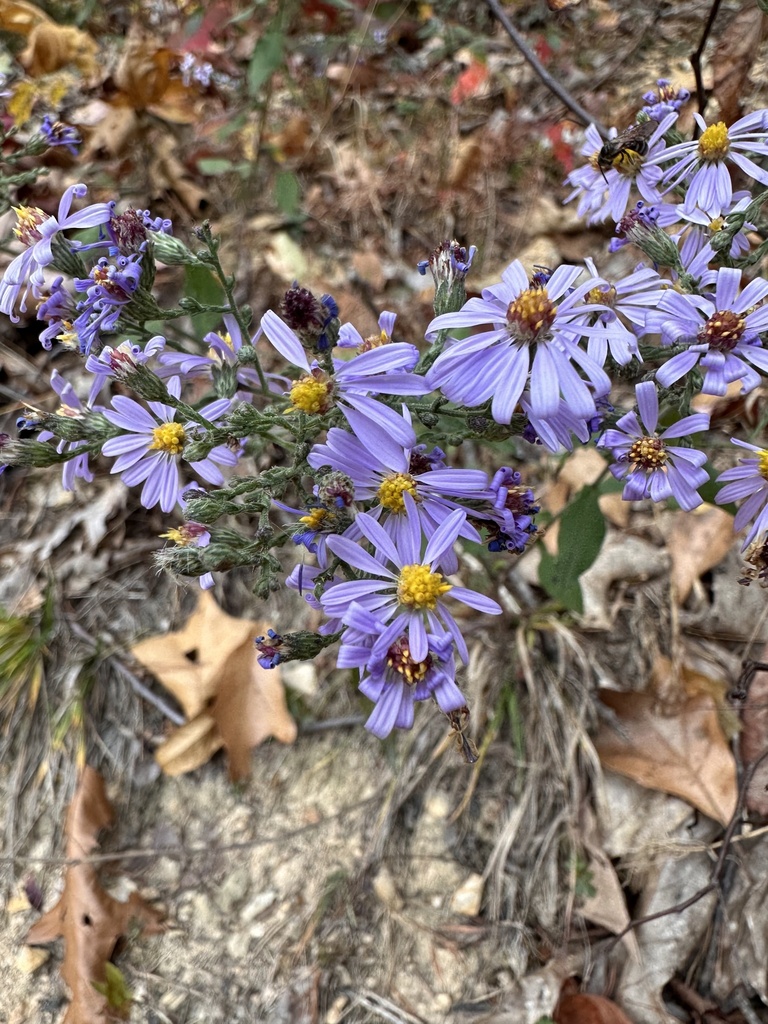 wavy-leaf aster from Stanley, VA, US on October 26, 2023 at 04:37 PM by ...