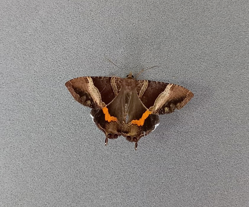 Coronidia hoppi from Ibagué, Tolima, Colombia on October 10, 2022 at 05 ...