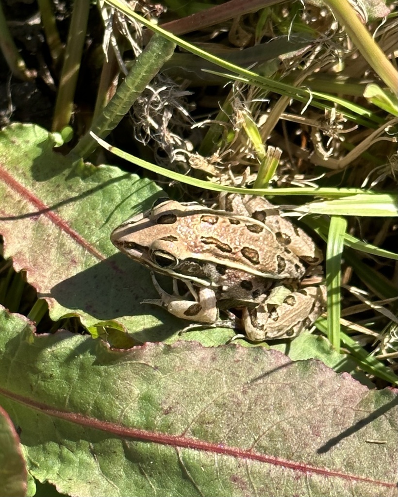 Southern Leopard Frog from Mackay Island National Wildlife Refuge ...