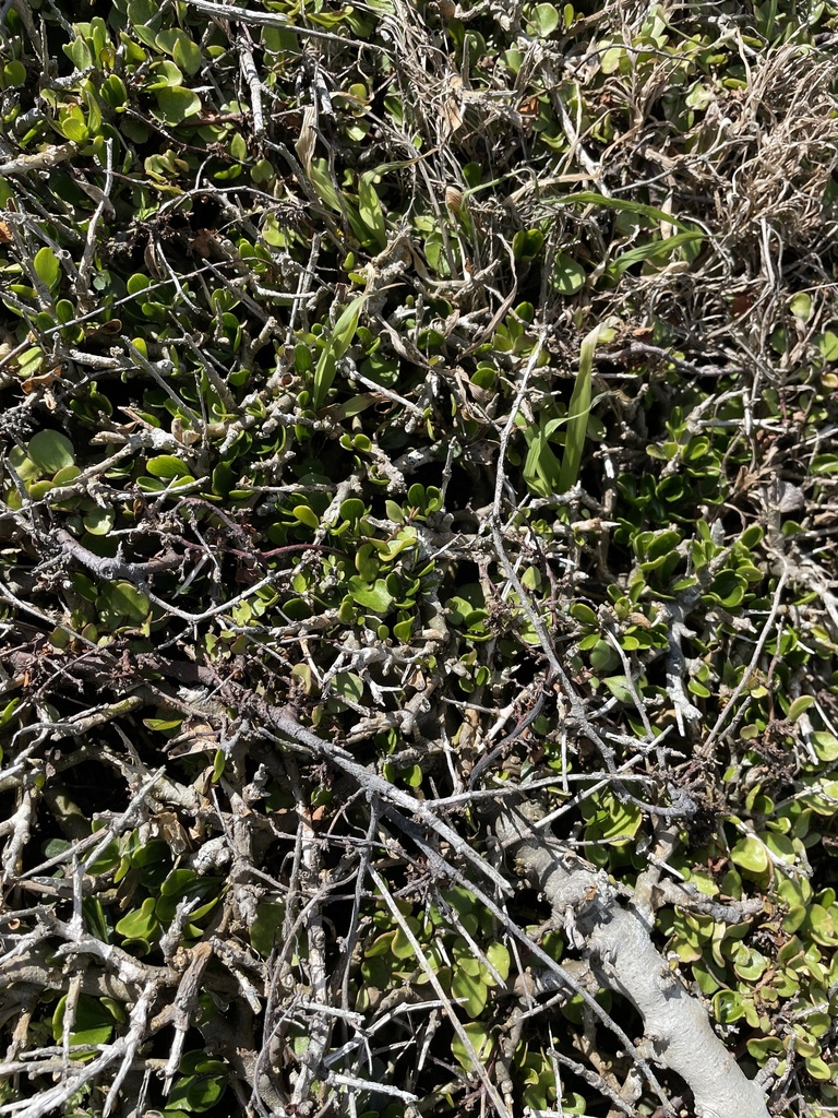 Melicytus obovatus in October 2023 by Hamish Carson · iNaturalist